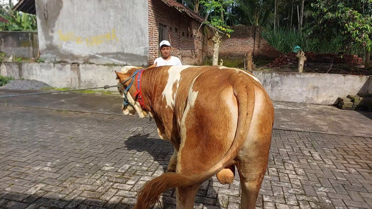 Sapi Bakalan Mas Vicky Dampit - YouTube