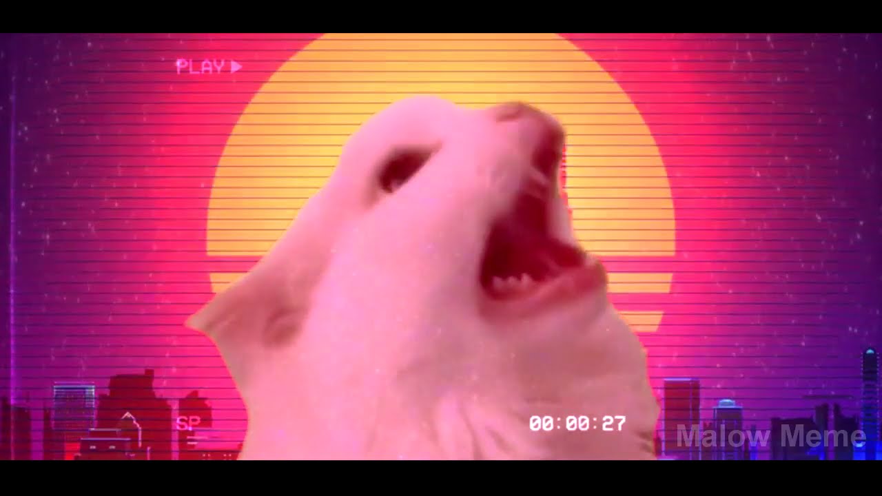 The Weeknd Blinding Lights version gatos - YouTube