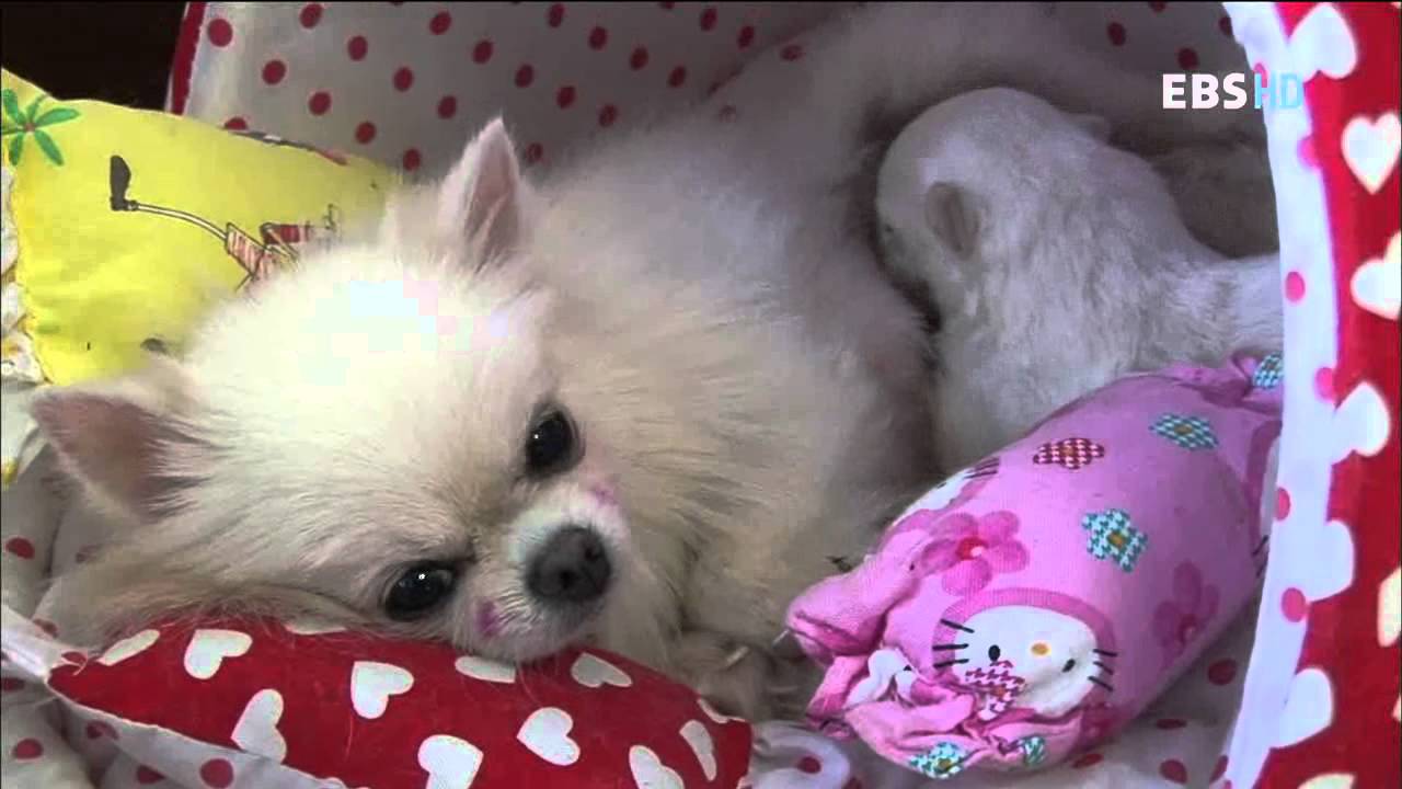 동물일기 - Animal diary_36화_소중한 내 친구 동물일기_연수네_#004 - YouTube