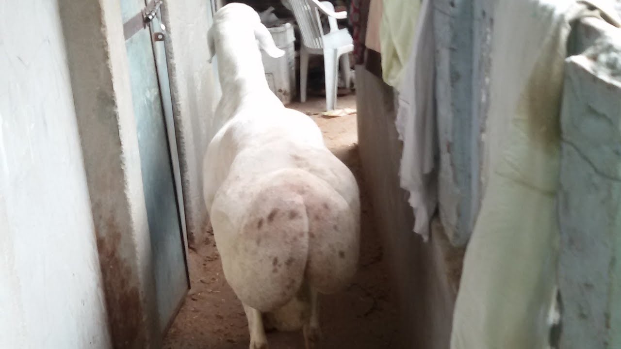 Pure Turkey dumba 7740878637 - YouTube