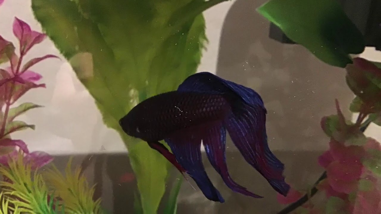 The Betta Movie Trailer - YouTube