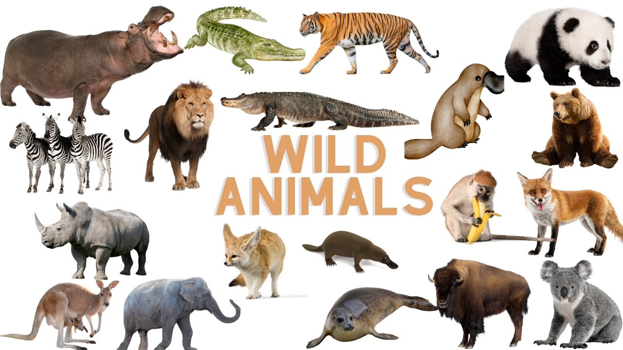 Wild animals🦁🐯🐊 with real picture and videos part - 1 - YouTube