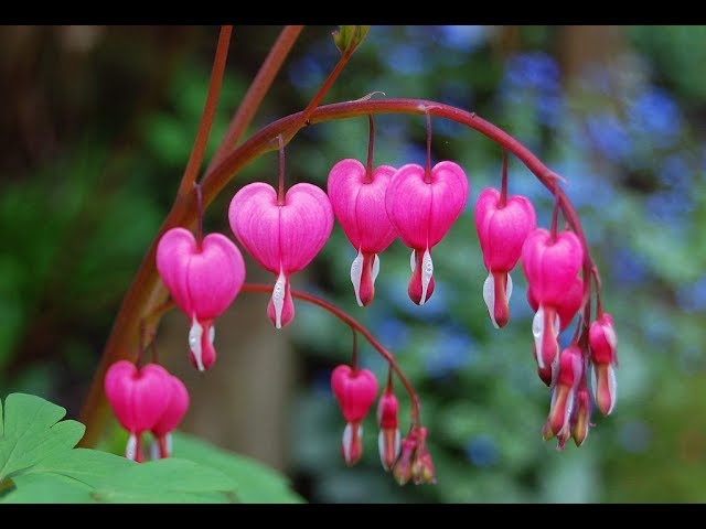 Worlds Prettiest Flowers Top 10 Most Beautiful Flowers In The World