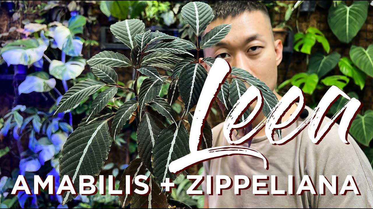 Leea amabilis And zippeliana Care And Propagation In Soil And Water ...