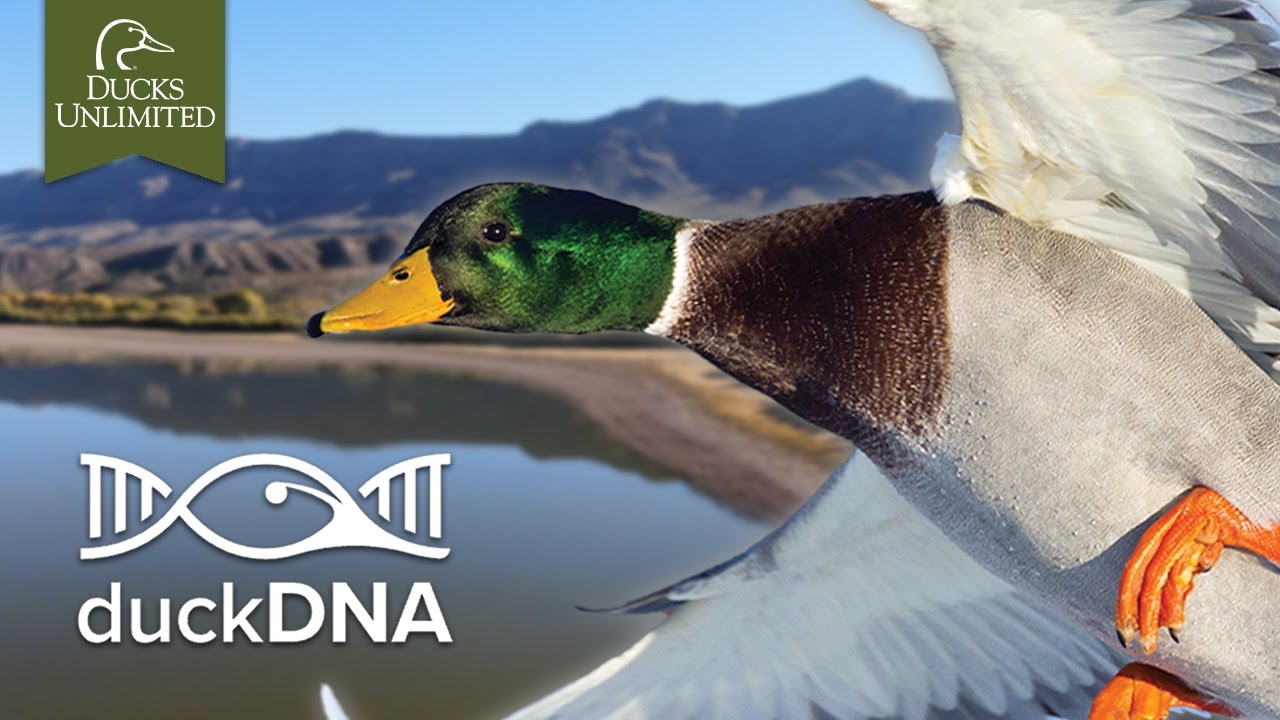 Duck DNA Research | DU Nation - YouTube