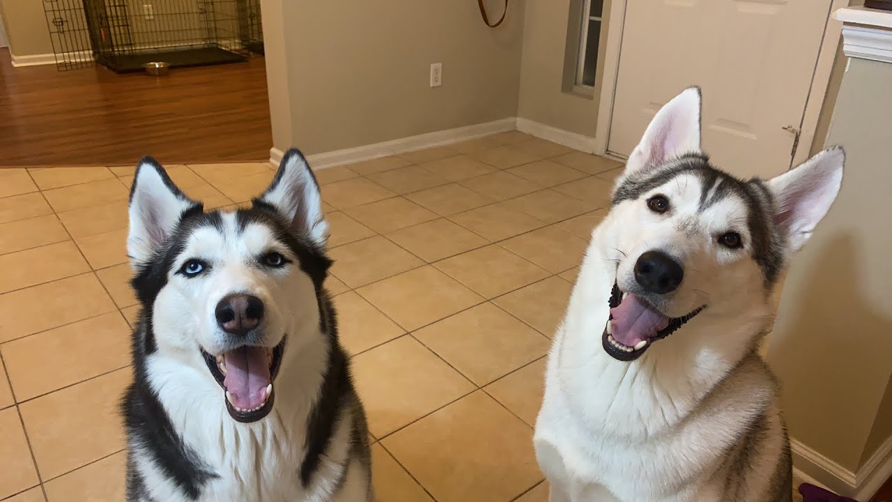 Sixty Formula Live! Sunday Night - Husky Diets! - YouTube