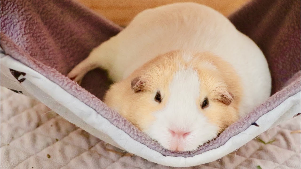 The Reason Guinea Pigs Are Awesome - YouTube