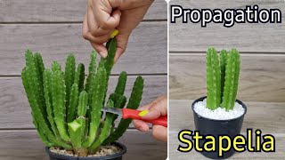 How To Grow Stapelia Gigantea From Cutting  l Starfish Cactus Propagation Best & Easy