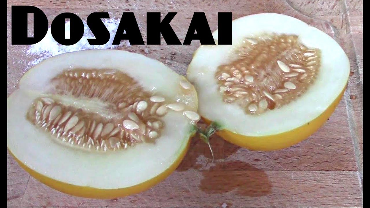 Dosakai (Cucumis melo) - Weird Fruit Explorer Ep. 198 - YouTube