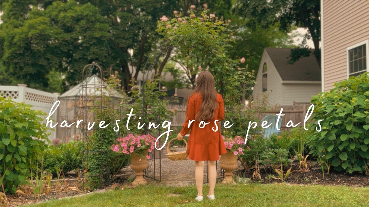 harvesting the most beautiful rose petals | DIY Rose Toner | Handmade ...