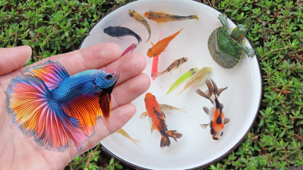 Found Best Colorful Fish, Crayfish, Parrot Fish, Glo Fish, Molly Fish ...