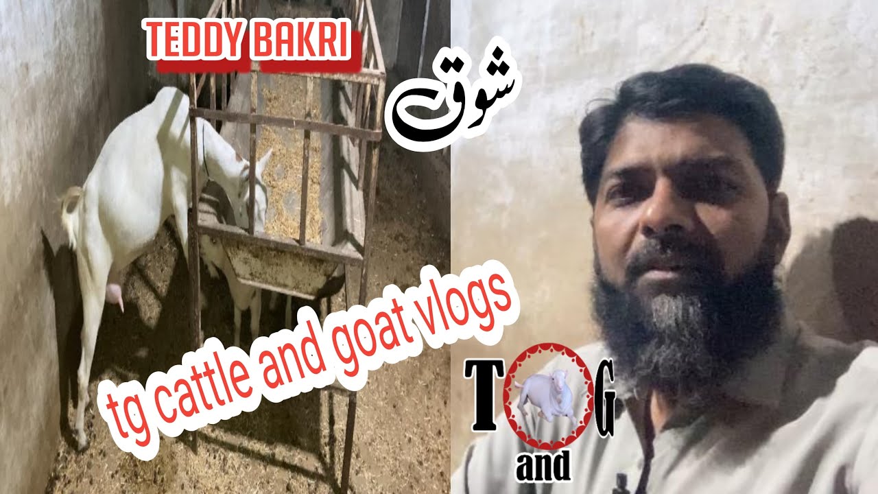TG CATTLE AND GOAT VLOGS SHOQ TEDDY BAKRI GOAT TEDDY - YouTube
