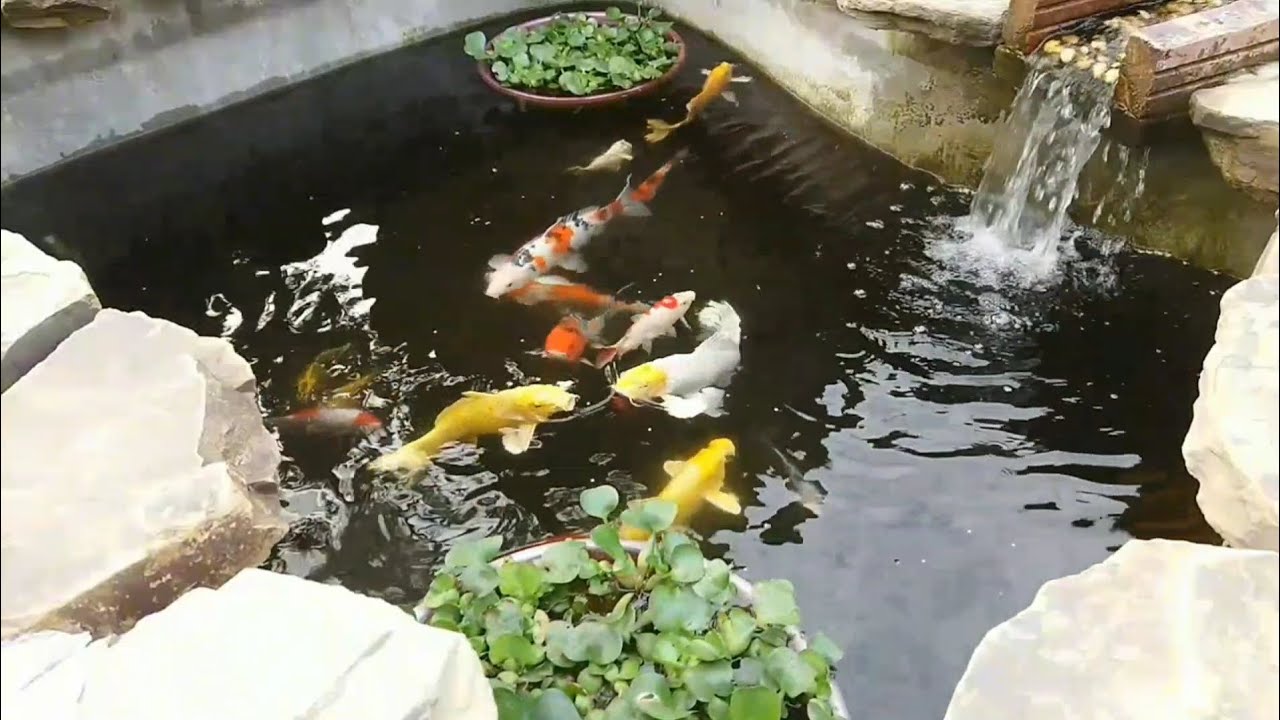 The small fish tank holds many koi fish - YouTube