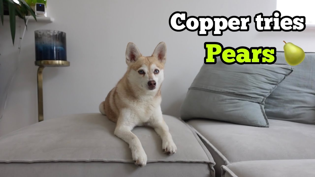 PICKY Mini Husky Tastes PEAR For The First Time - Makes Him Scream ...