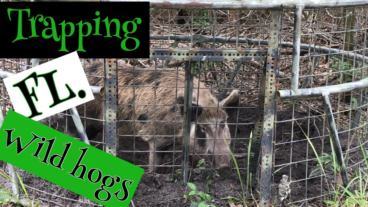 Trapping wild hogs - YouTube