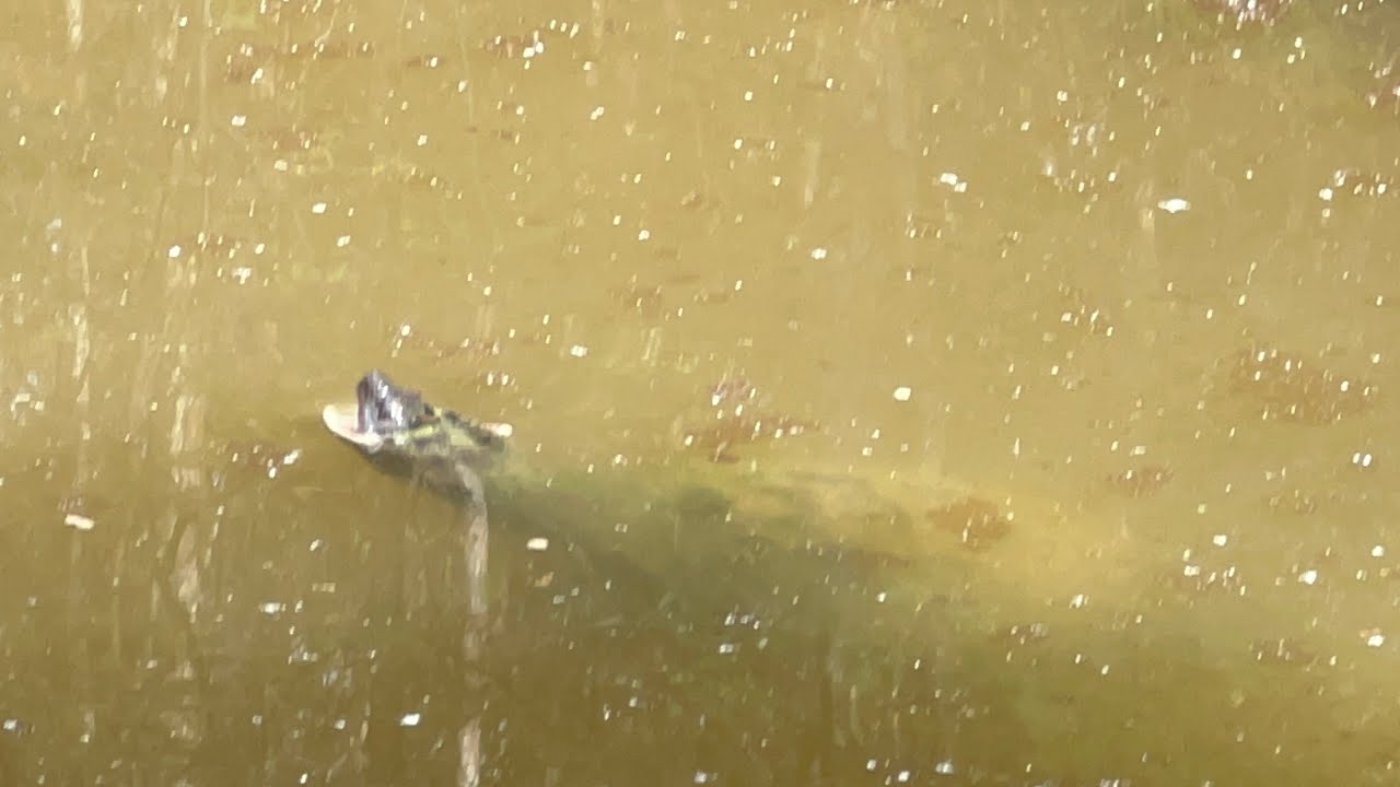 Snapping Turtle and Red-eared Slider - YouTube