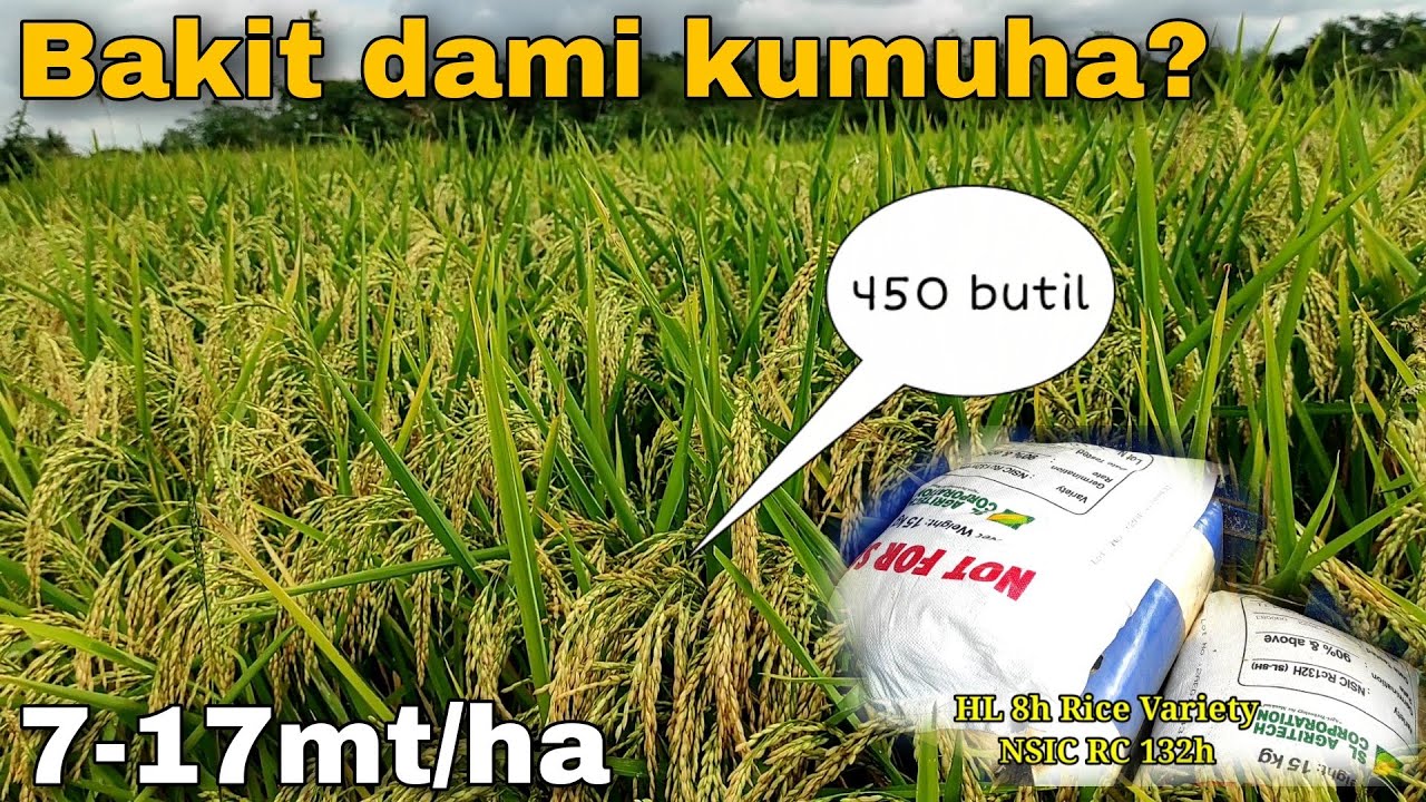 SL 8h Nsic Rc 132h Rice Variety | Daming kumuha, Bakit? - YouTube
