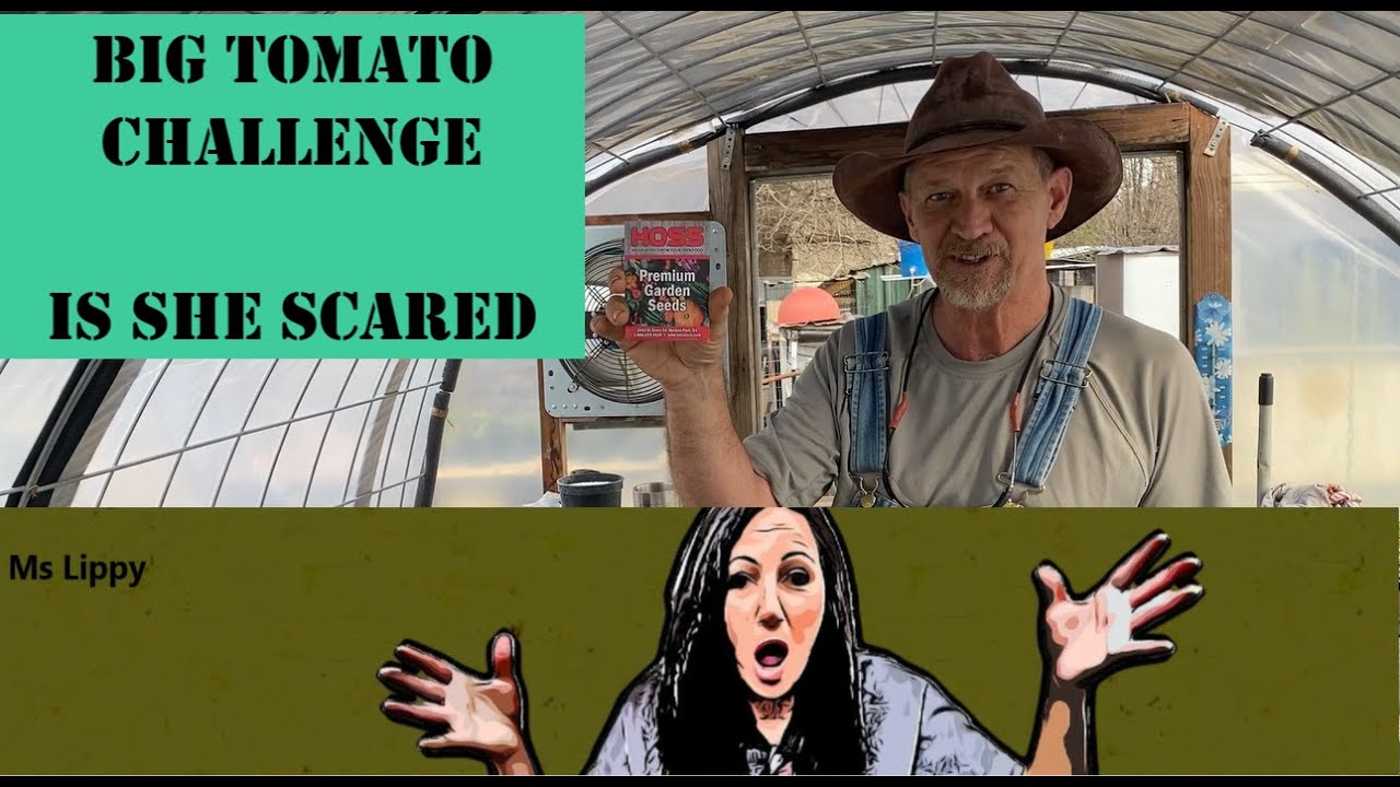 How I start my Tomato seeds / Hossinator Big Tomato Challenge / What I ...
