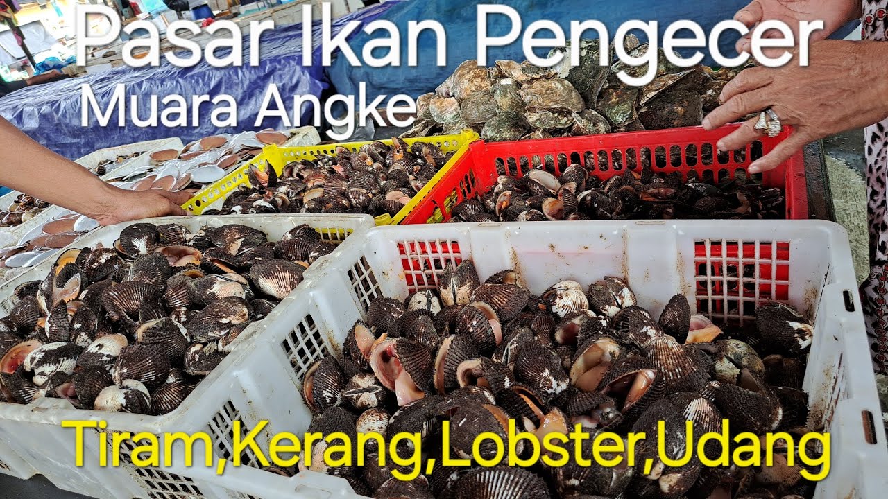 Pasar Ikan Pengecer Muara Angke murah dan ikan fresh - YouTube