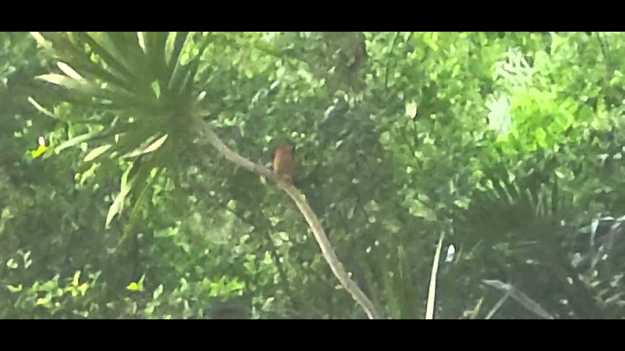Baby Hawk and or cardinal - YouTube
