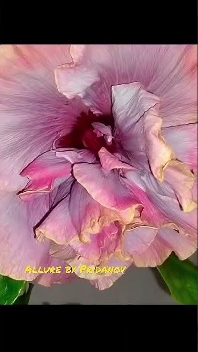 Allure #hibiscus #гибискус #сортовойгибискус #byPridanov - YouTube