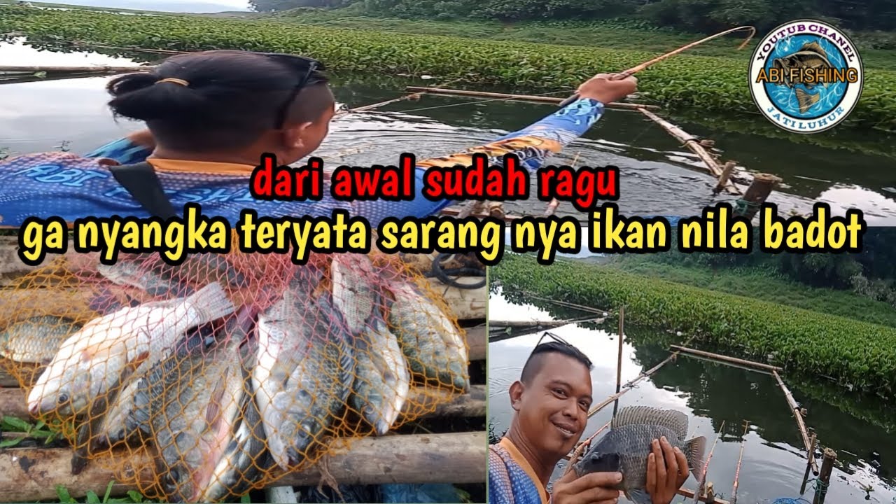 Awalnya Ragu Ga Nyangka Ternyata Sarang Nya Ikan Nila Babon