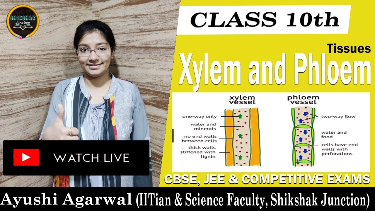 LIVE: Biology Class 10th: Xylem & Phloem Tissues (Detailed Class) | By ...