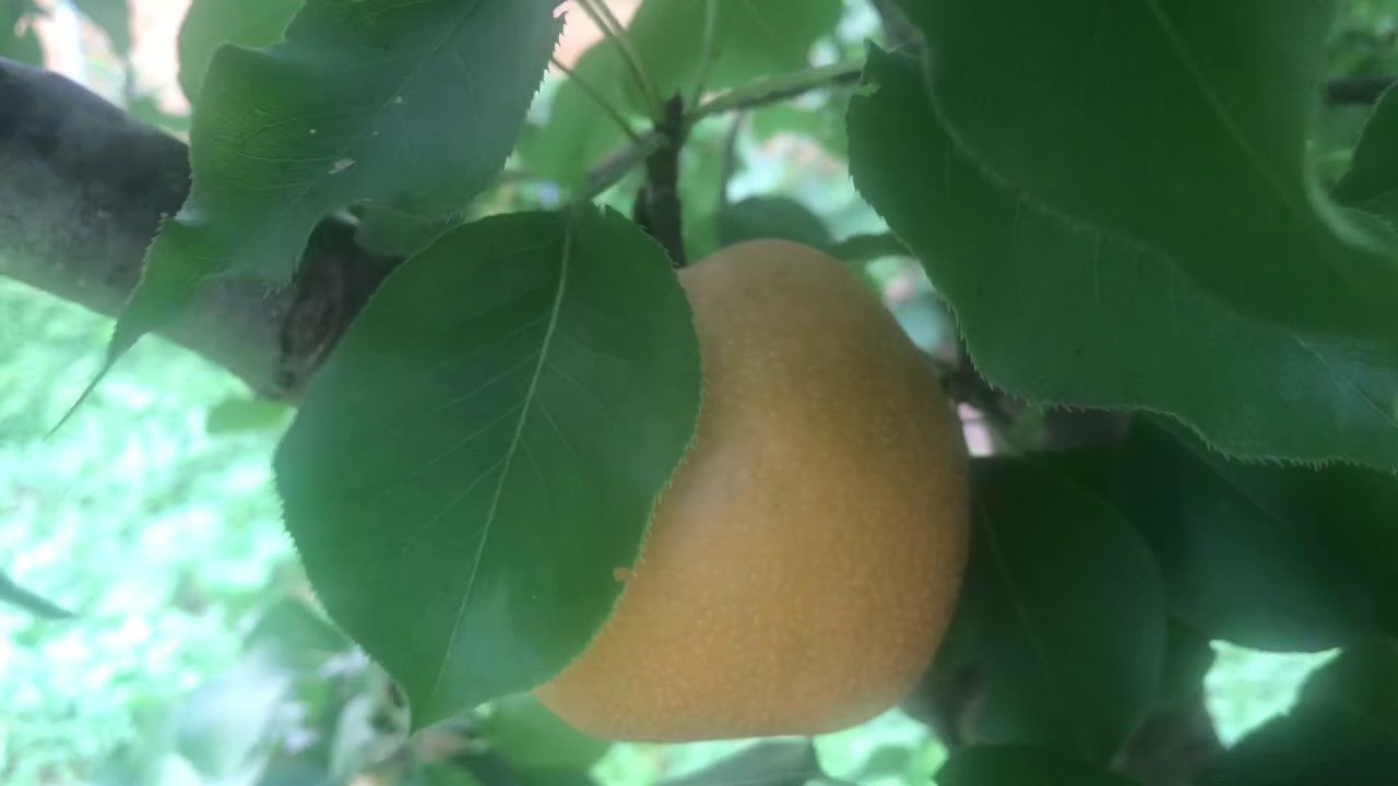 First Shinko Asian Pear Harvest of 2019 - YouTube