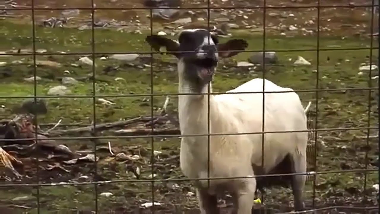 GRITANDO (Carneiro) - YouTube