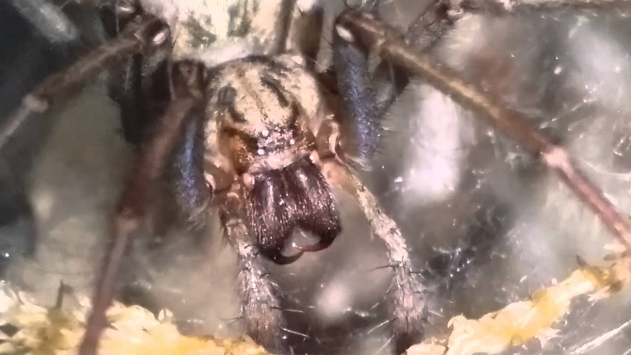 Hobo spider fangs extreme closeup - YouTube
