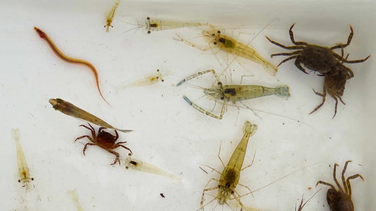 This type of creatures I caught in the irrigation ditch at the edge ...