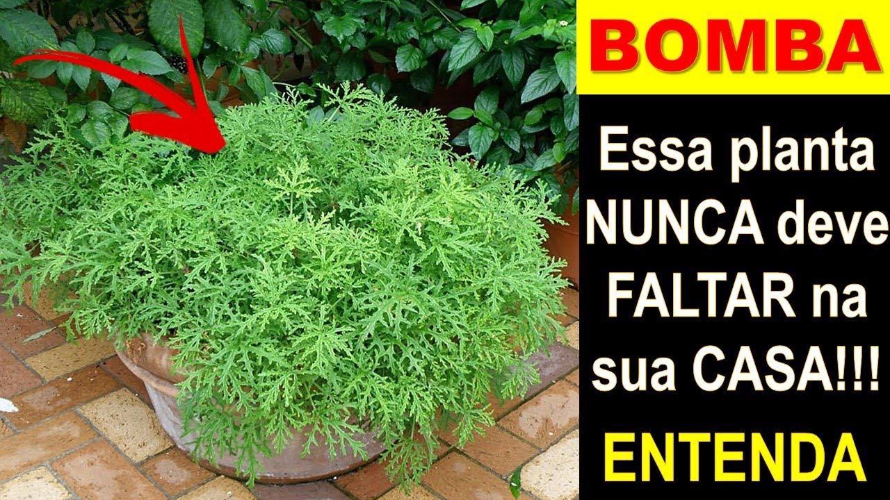 BOMBA - Essa é a melhor PLANTA que você vai ver HOJE - Nunca deixe ela ...