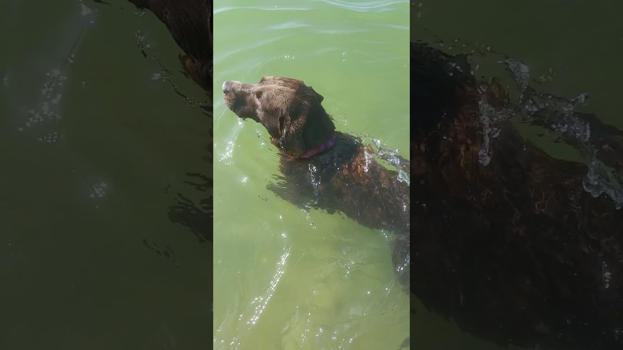 Labrador in de zee - YouTube