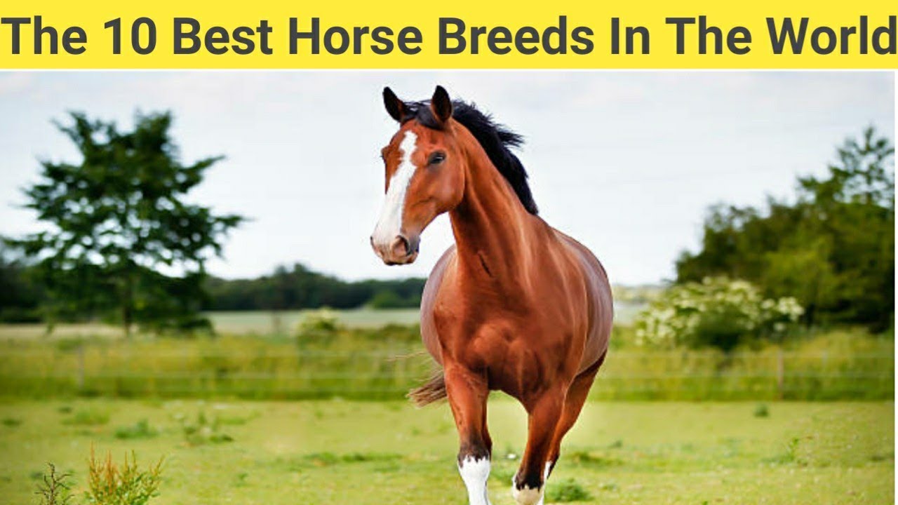 The 10 Best Horse Breeds In The World | Horse Breeds | General ...