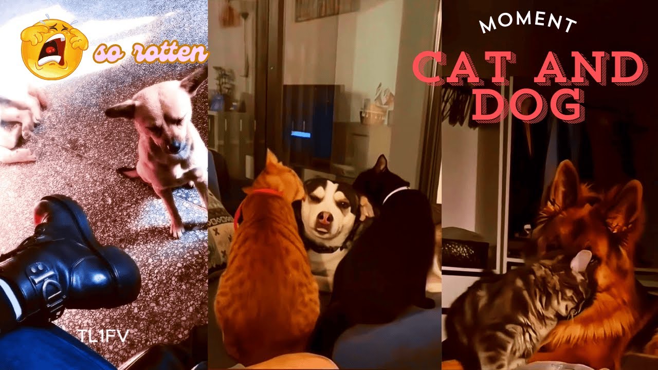 The Funniest pet pranks Videos 2024! 🤣 | BEST Compilation of the worl🐶 ...