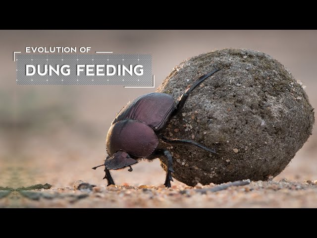 Dung Beetle Eat