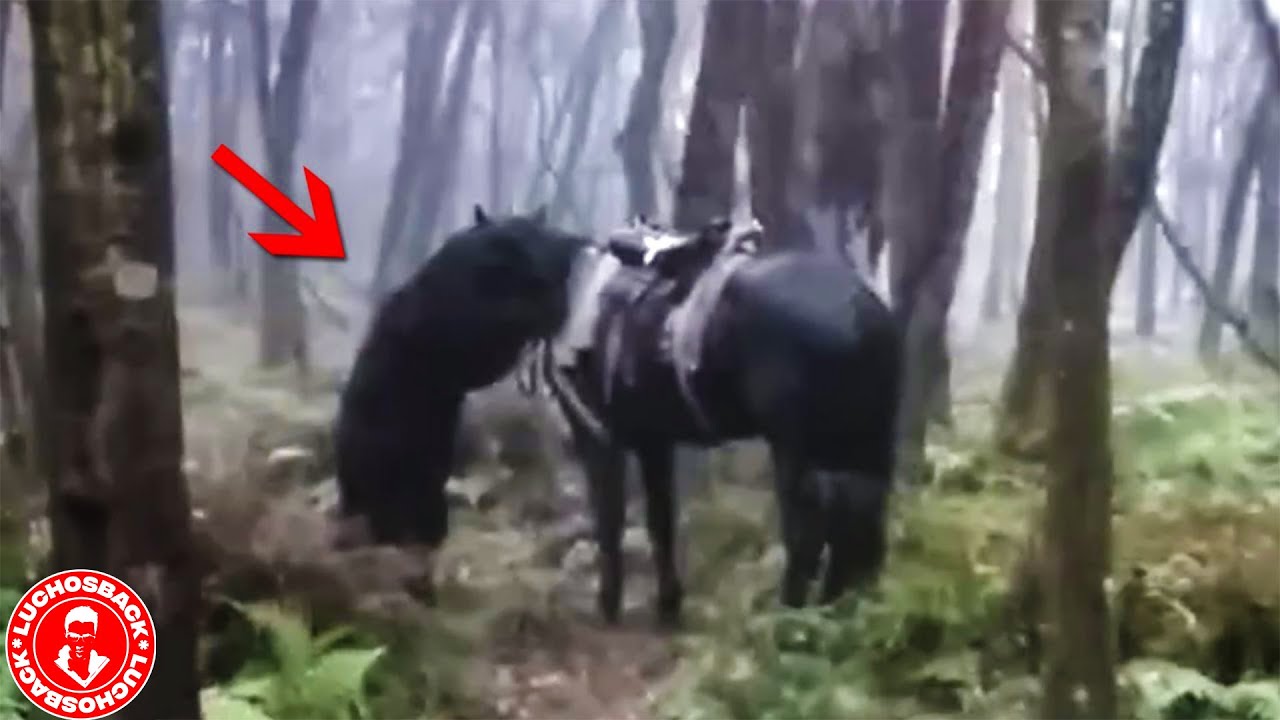 Un Oso Ataca a un Caballo y su Jinete / INCREIBLES MOMENTOS CON ...