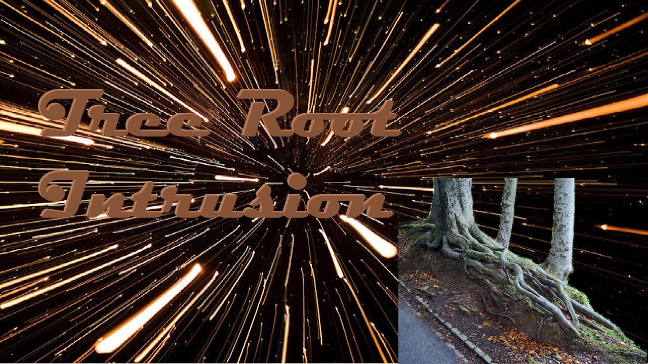 Tree root intrusion - YouTube
