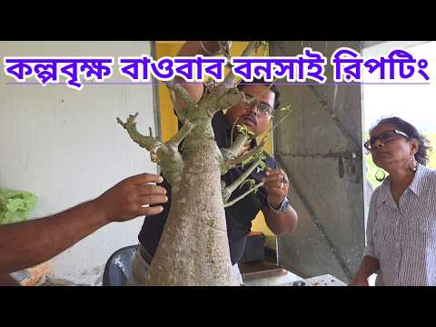 কল্প বৃক্ষ বাওবাব বনসাইয়ের রিপটিং||Kalp Briksh Baobab Bonsai Repotting||