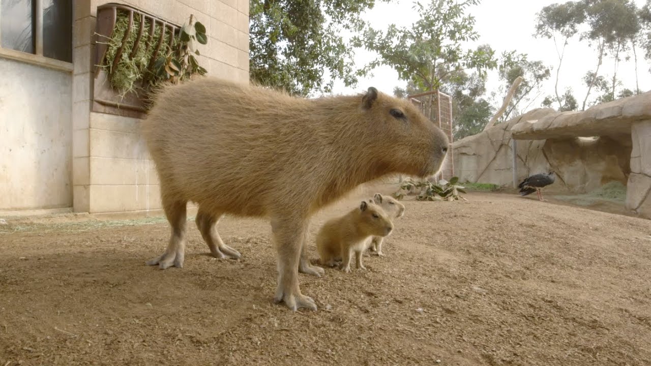 Capybara Baby Cuteness - YouTube
