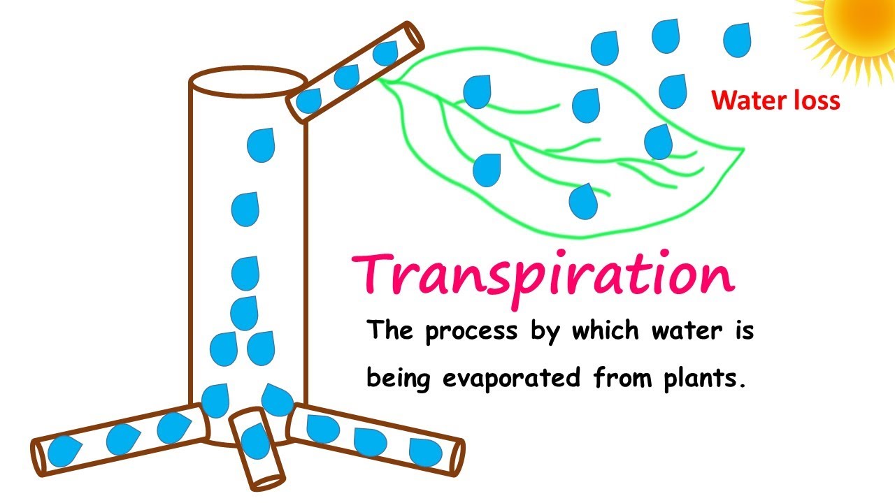 Transpiration Explained (Important lesson) - YouTube