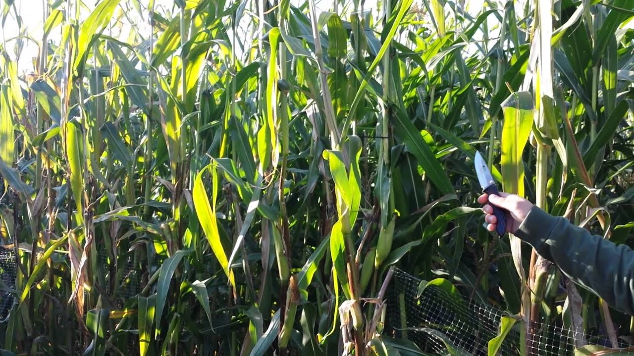 Rockstead Shin cutting corn stalks - YouTube