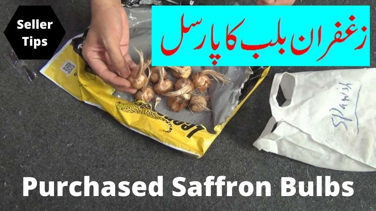 Saffron Bulb | Zafran Ke Bulbs Ka Parcel Mangwaye By Fitness With ...