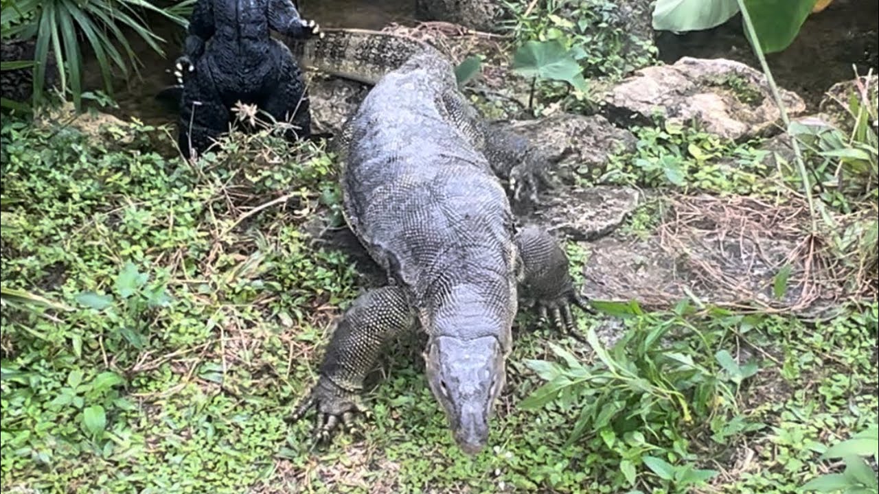 Slinky, the Asian Water Monitor #varanussalvator #monitor #lizard # ...