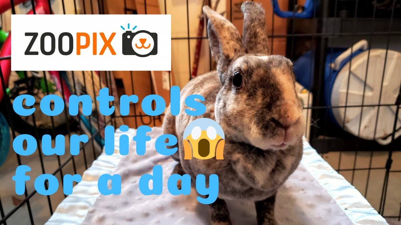 ZOOPIX CONTROLS OUR LIFE FOR A DAY?! 😱 - YouTube