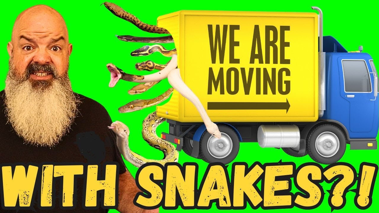 I'm moving!... With a LOT of snakes. - YouTube