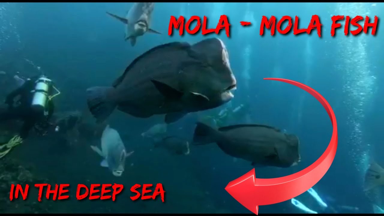 Mola Mola Fish at Tulamben - Bali | Diving video vlog | Diving 4K ...