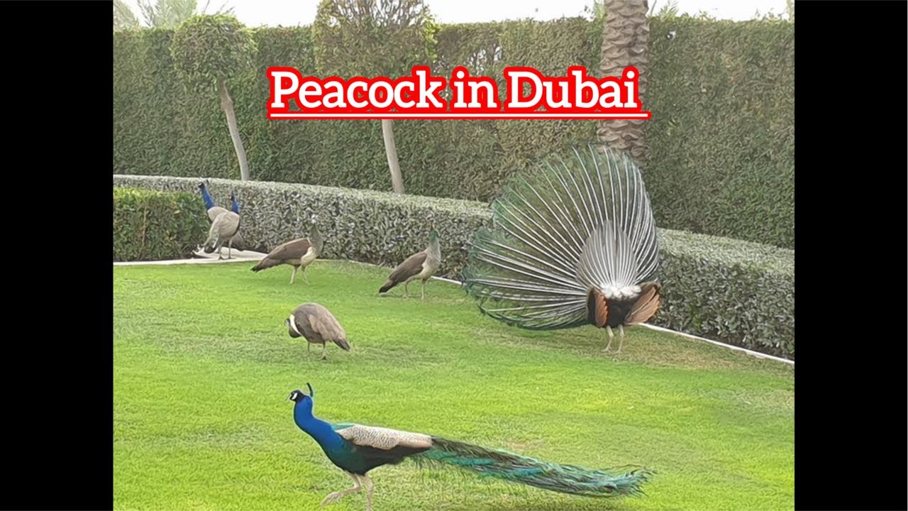 Aryash Creator is live - YouTube