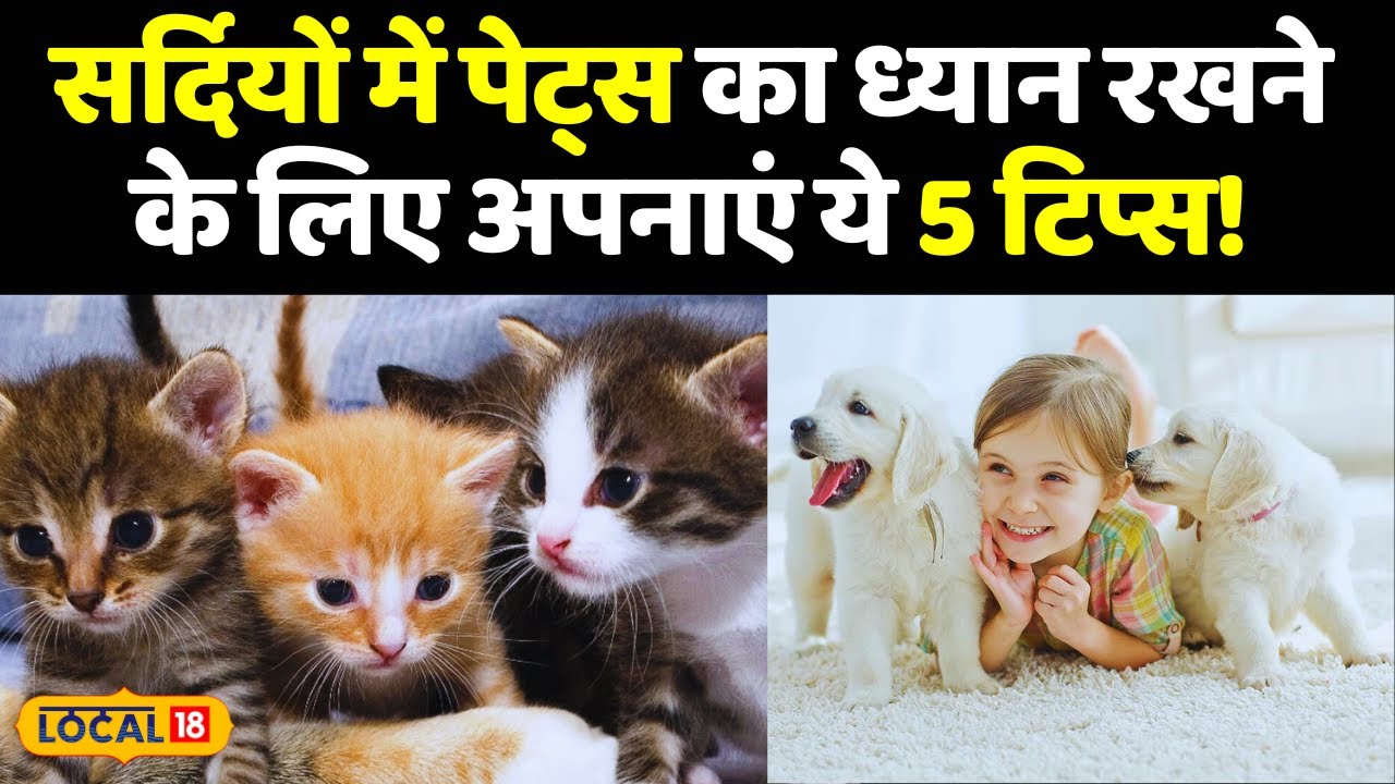 Pet Care Tips: सर्दियों में Pets का रखें ज्यादा ख्याल, Doctor से जानें Tips | #local18 - YouTube
