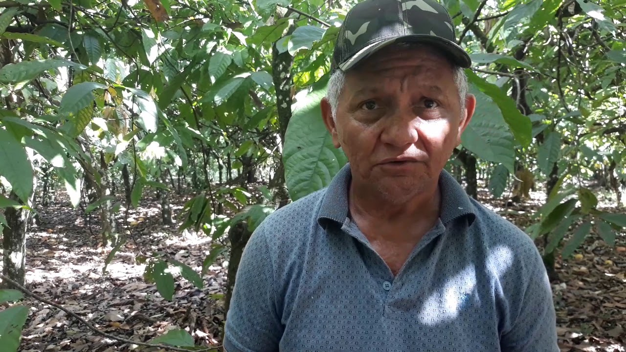 OURO OU CACAU ? Maior produção de Cacau no Brasil fica em Medicilandia ...